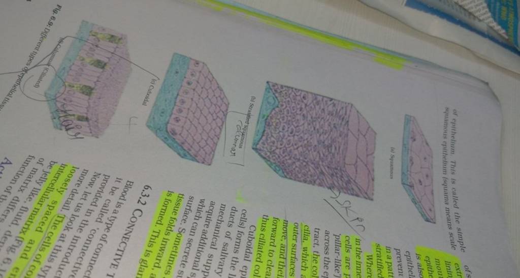 of epithelium. This is called the simple squamous epithelium (squama mean..