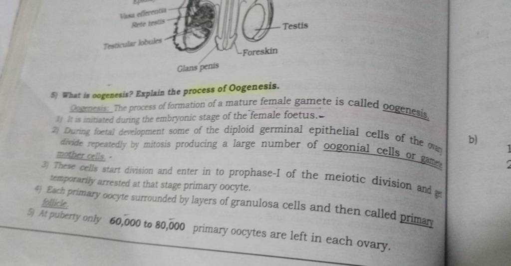 5) What is oogenesis? Explain the process of Oogenesis. Ooamesis: The pro.. 5) What is oogenesis? Explain the process of Oogenesis. Ooamesis: The pro..