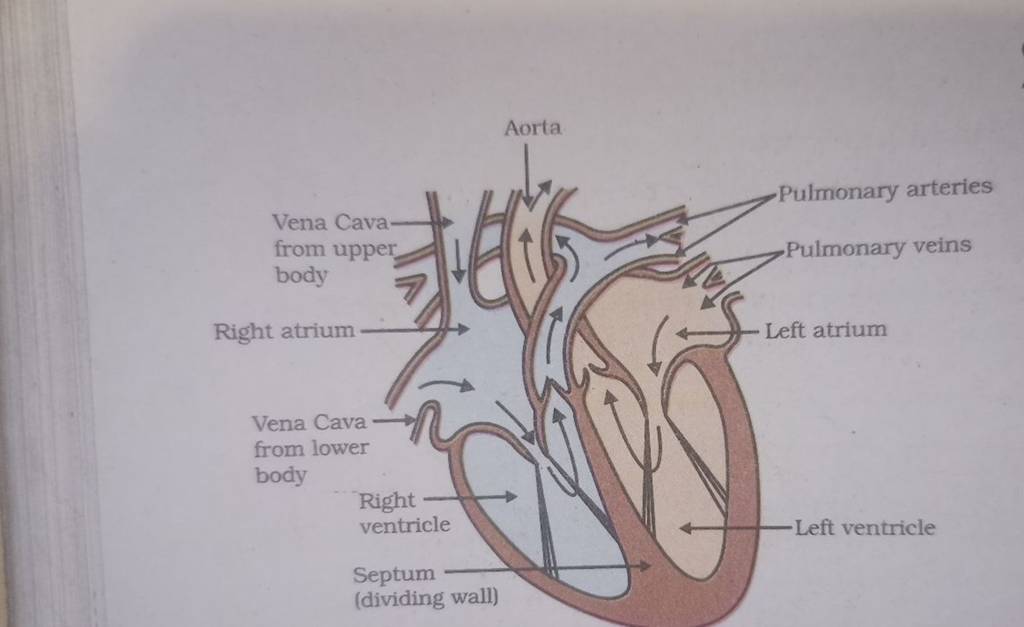 Vena Cava- from upper body Right atrium Vena Cava from lower body 北 Right..