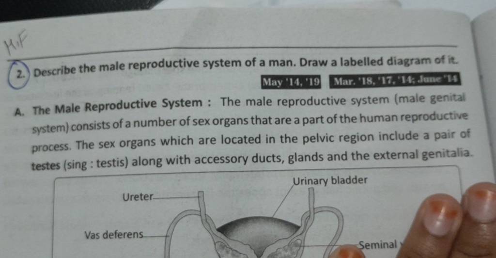 2. Describe the male reproductive system of a man. Draw a labelled diagra..