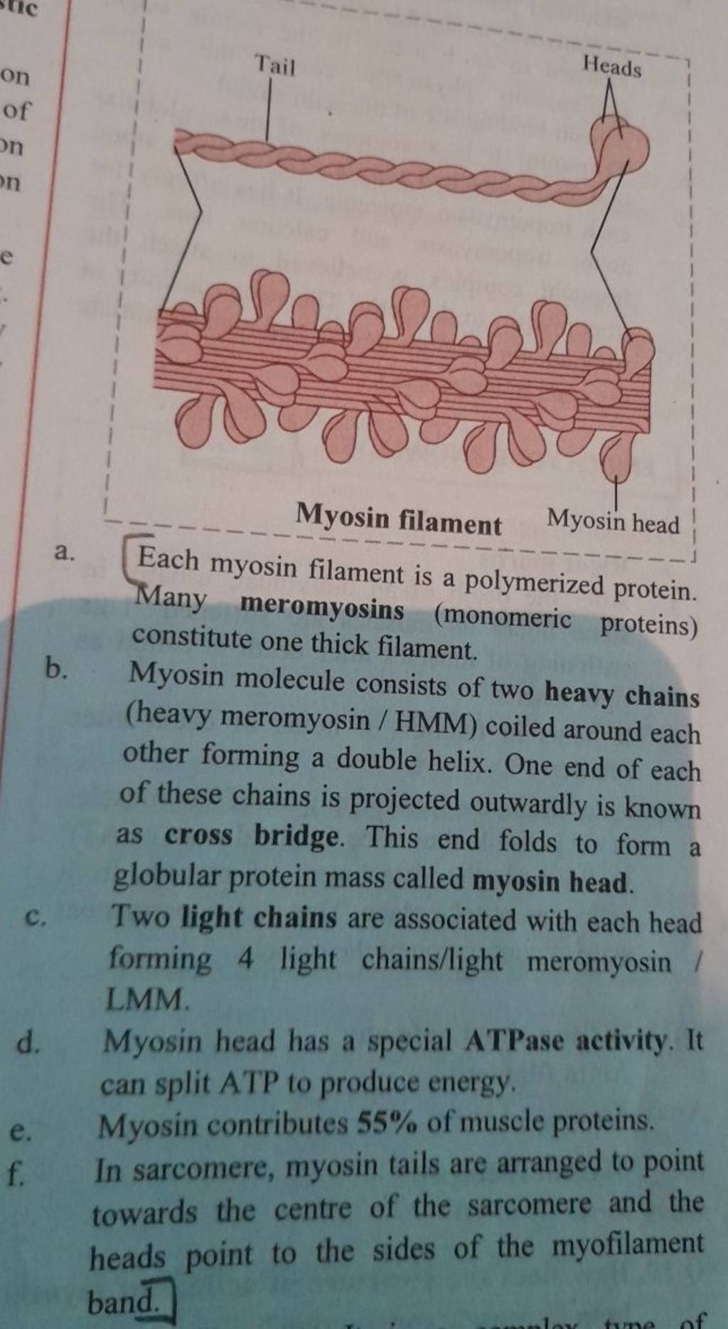 a. Each myosin filament is a polymerized protein. Many meromyosins (monom..