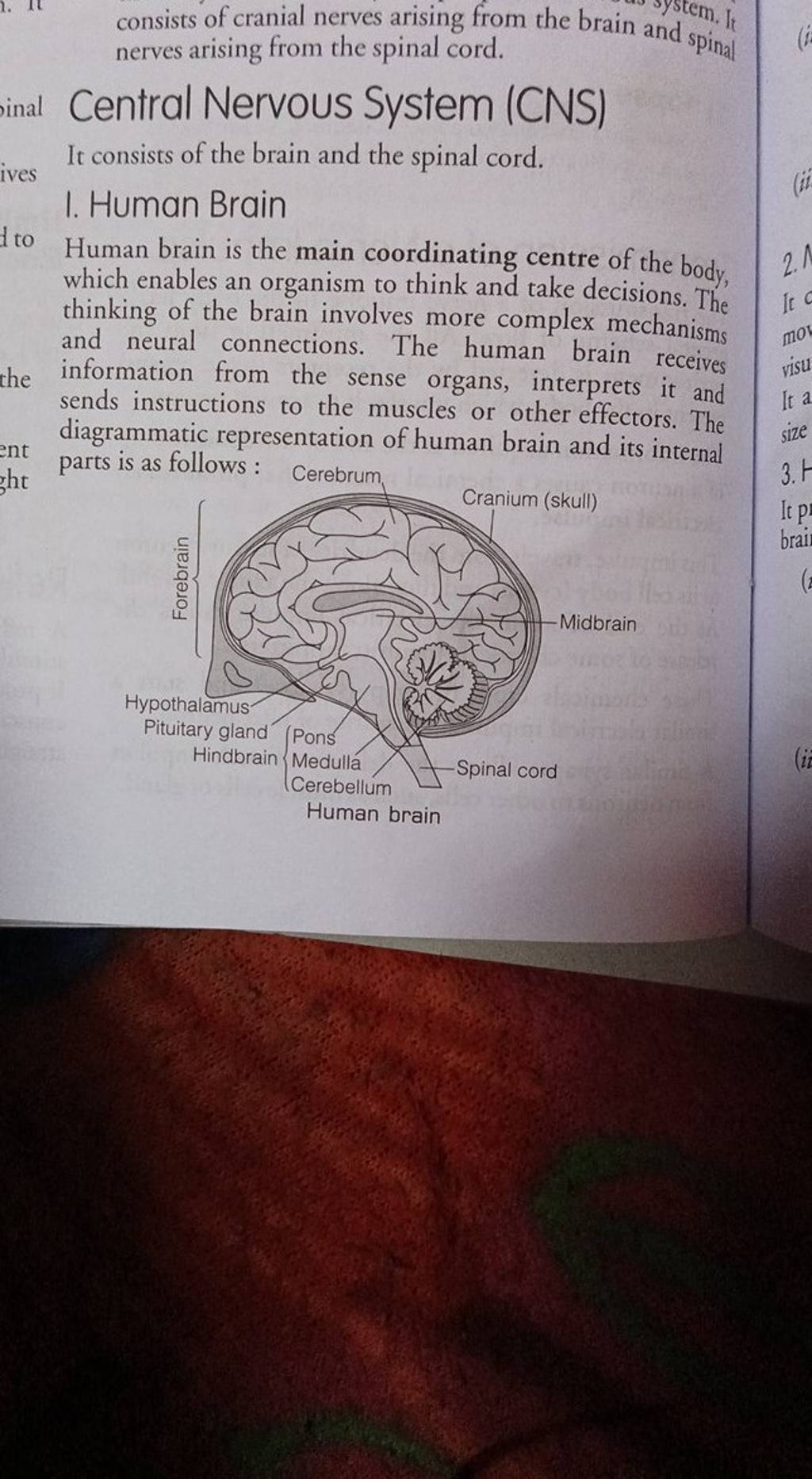 consists of cranial nerves arising from the brain and spinal nerves arisi..