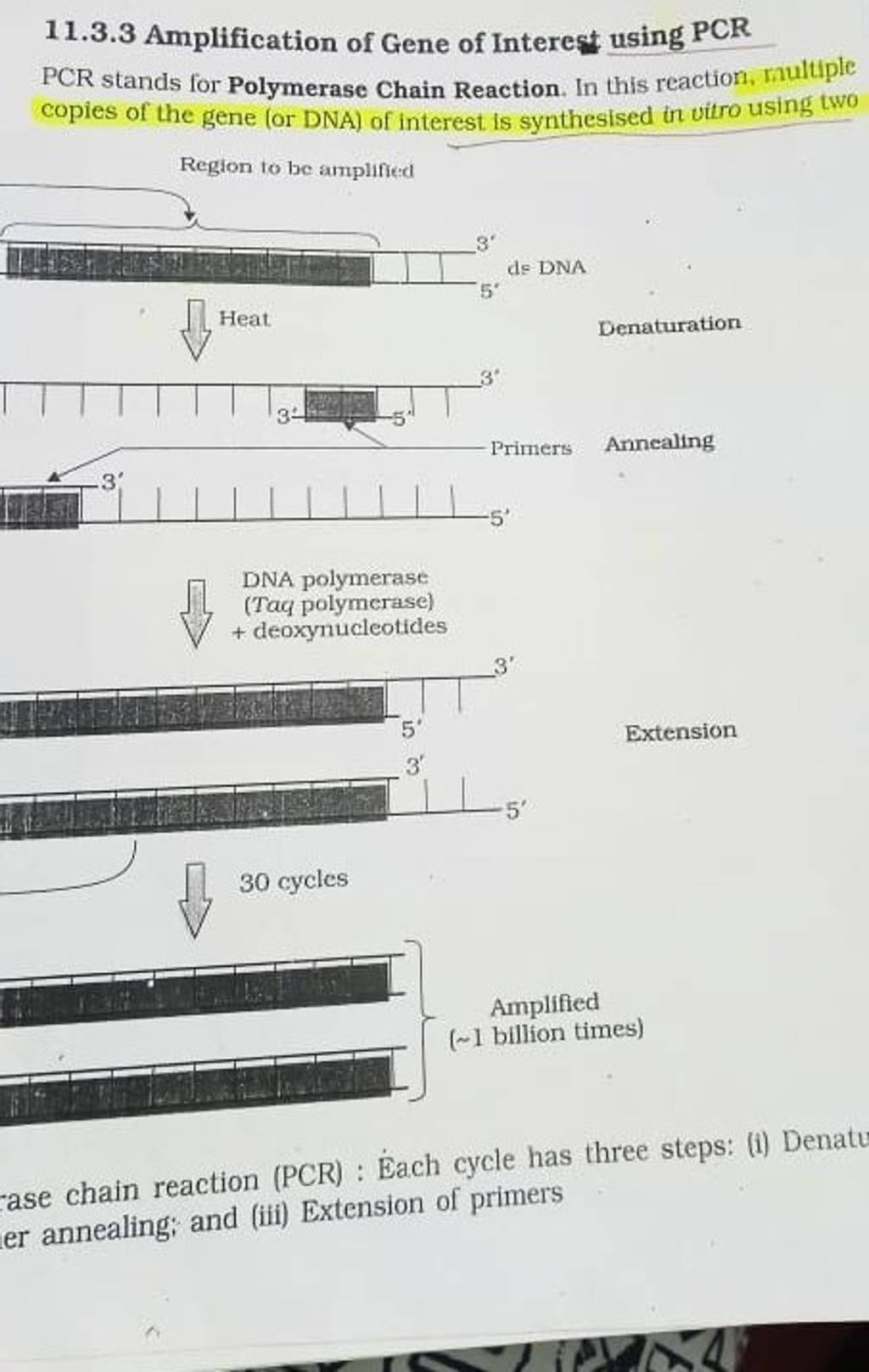 11.3.3 Amplification of Gene of Interest using PCR PCR stands for Polymer..