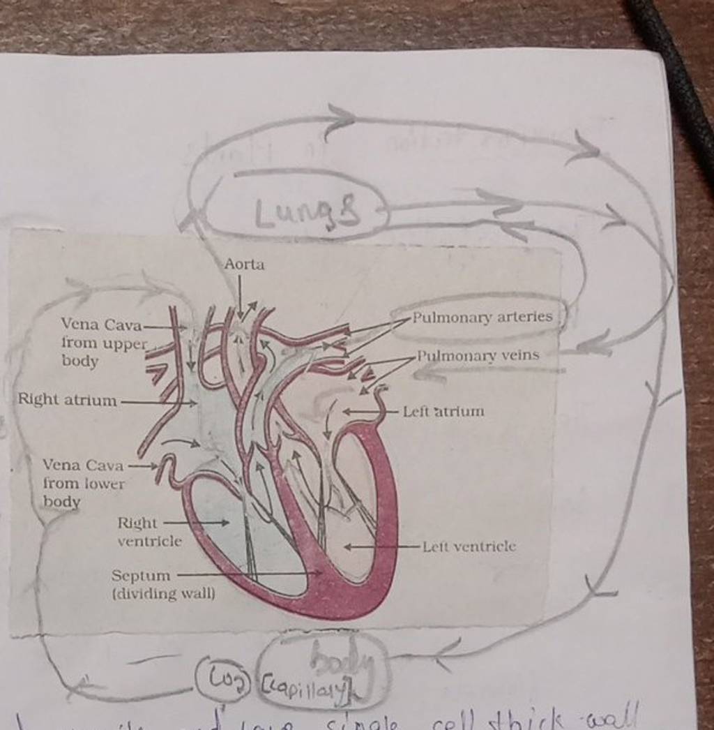 Vena Cava- from upper body Right atrium- Vena Cava from lower body Right