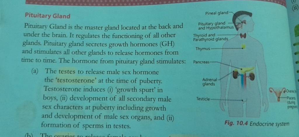 Pituitary Gland Pituitary Gland is the master gland located at the back a..