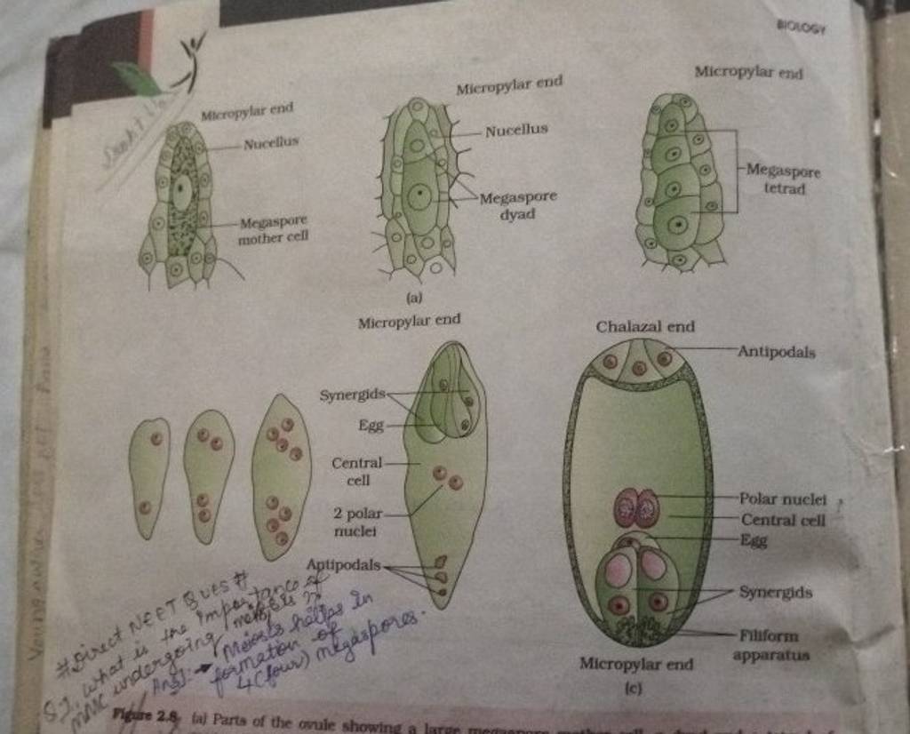 Micropylar end Nucellus See -Megaspore mother cell #girect NEET Bues # 15..