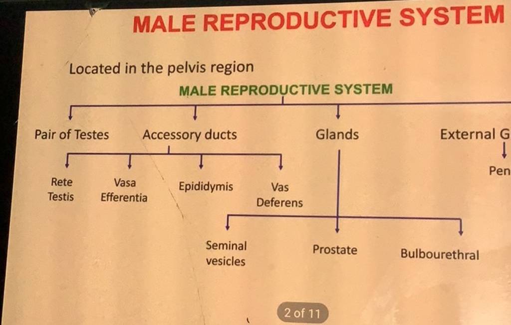 MALE REPRODUCTIVE SYSTEM Located in the pelvis region MALE REPRODUCTIVE S..