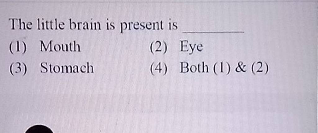 The little brain is present is | Filo
