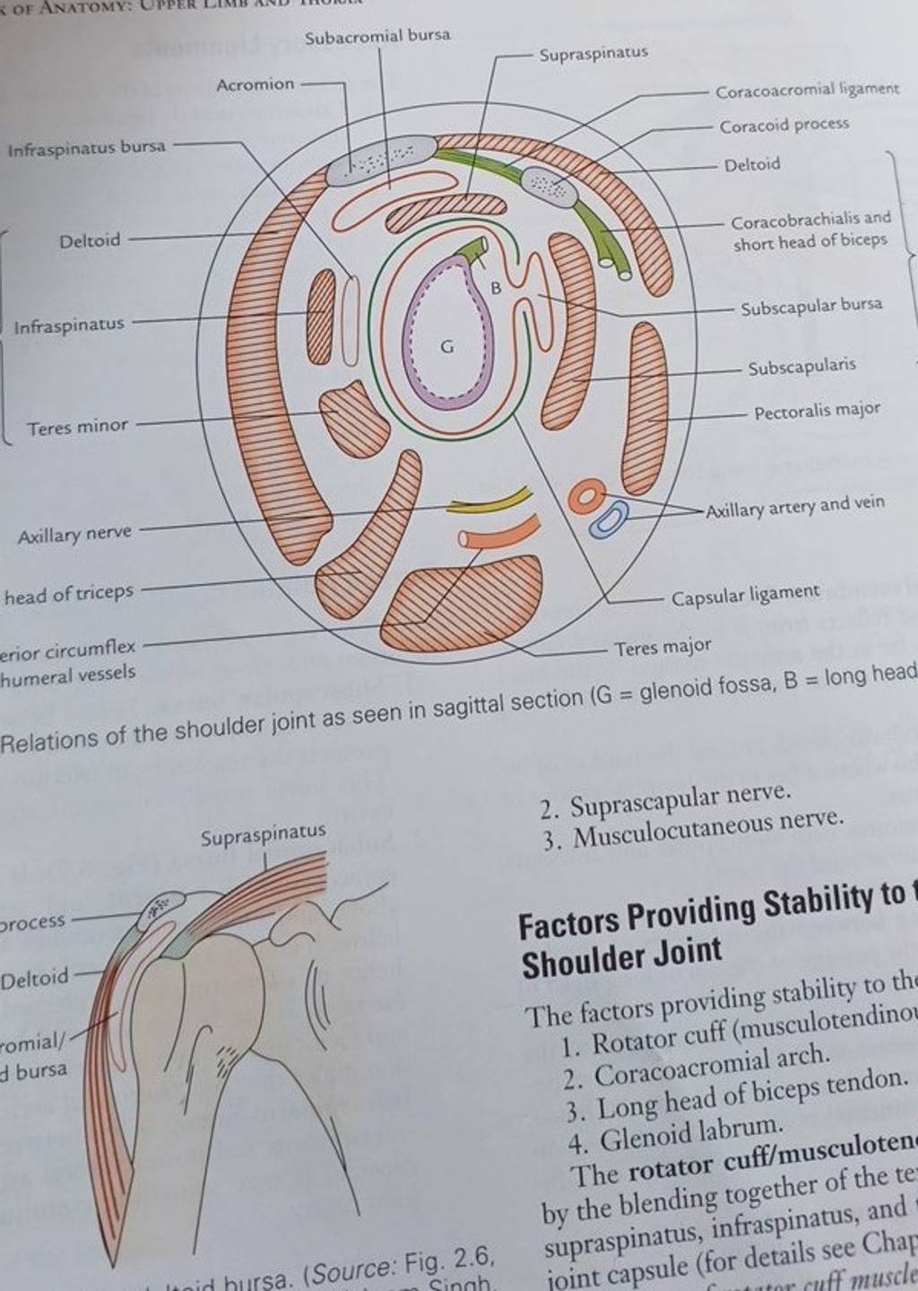 Relations of the shoulder joint as seen in sagittal section (G= glenoid f.. Relations of the shoulder joint as seen in sagittal section (G= glenoid f..