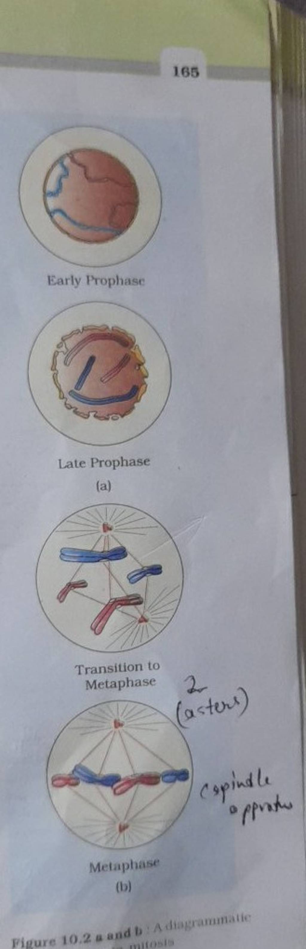 Early Prophase Late Prophase (a) Transition to Metaphase Metaphase (b) 16..