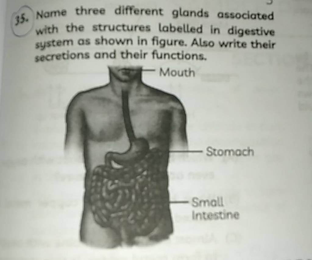 35. Name three different glands associated with the structures labelled i..