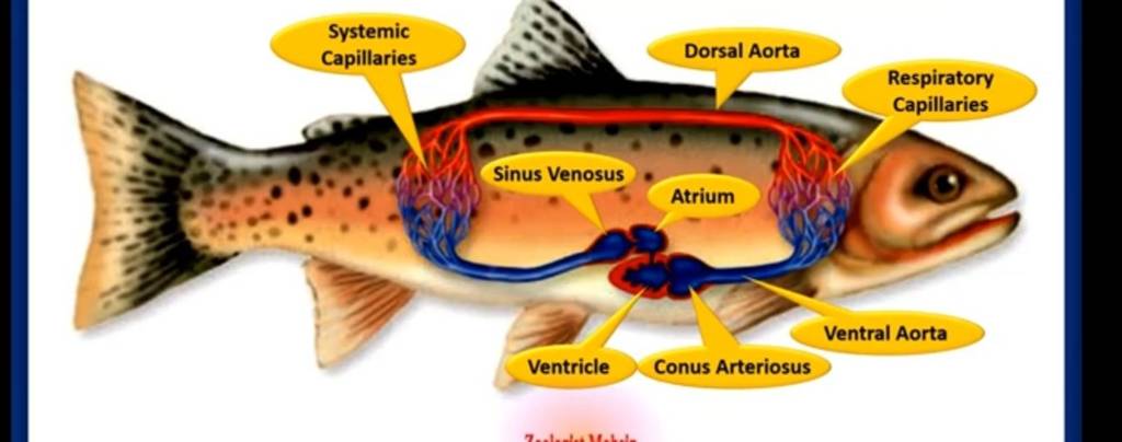 Systemic Capillaries Sinus Venosus Ventricle Zaslarlat Mahala Dorsal Aort..