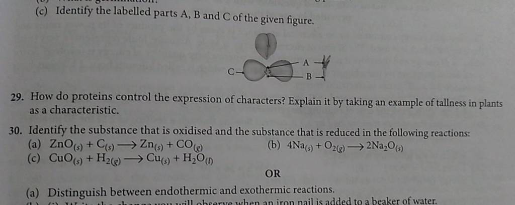 (c) Identify the labelled parts A,B and C of the given figure. 29. How do..
