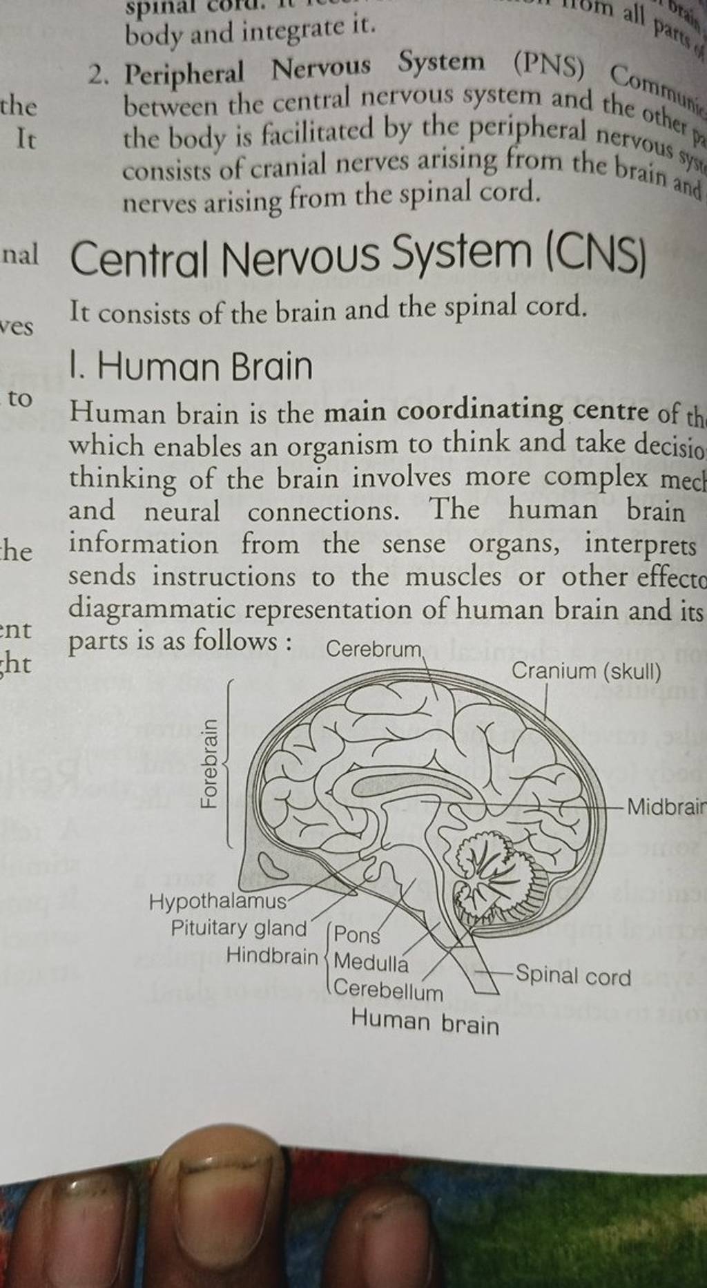 2. Peripheral Nervous System (PNS) Com between the central nervous system..