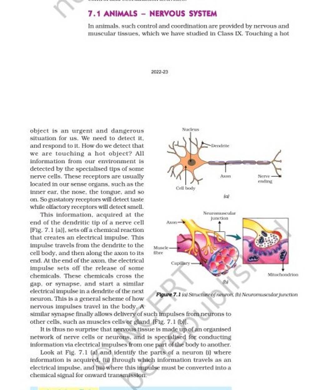 7.1 ANIMALS - NERVOUS SYSTEM In animals, such control and coordination ar..