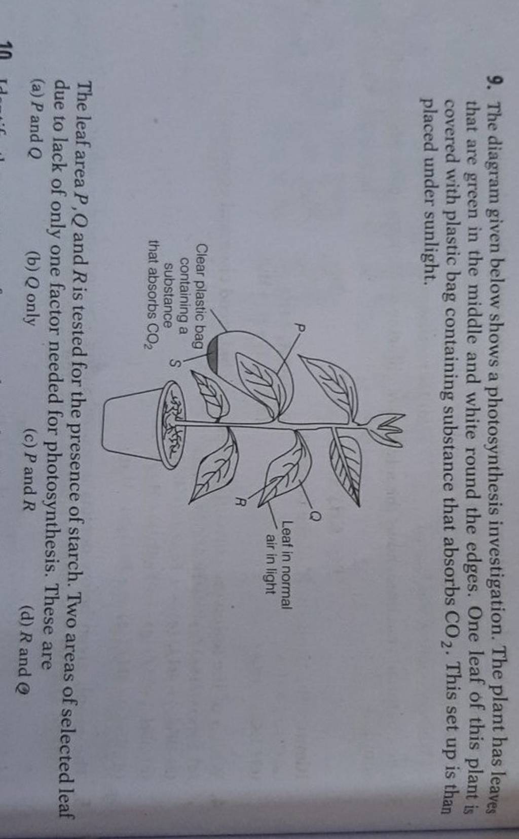 The diagram given below shows a photosynthesis investigation. The plant h.. The diagram given below shows a photosynthesis investigation. The plant h..