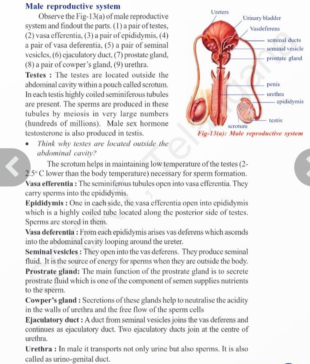 Male reproductive system Observe the Fig-13(a) of male reproductive syste..