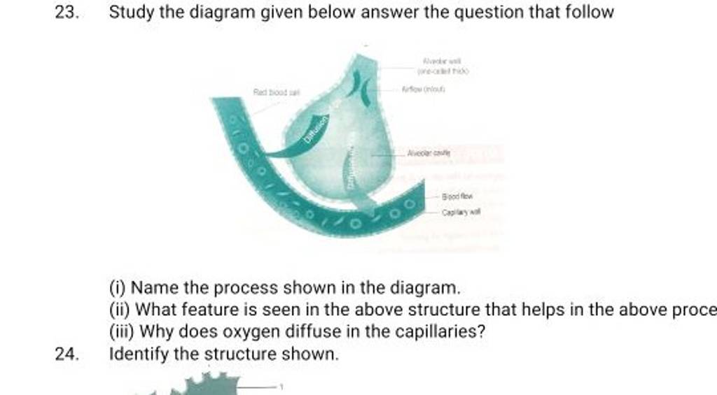 23. Study the diagram given below answer the question that follow (i) Nam..