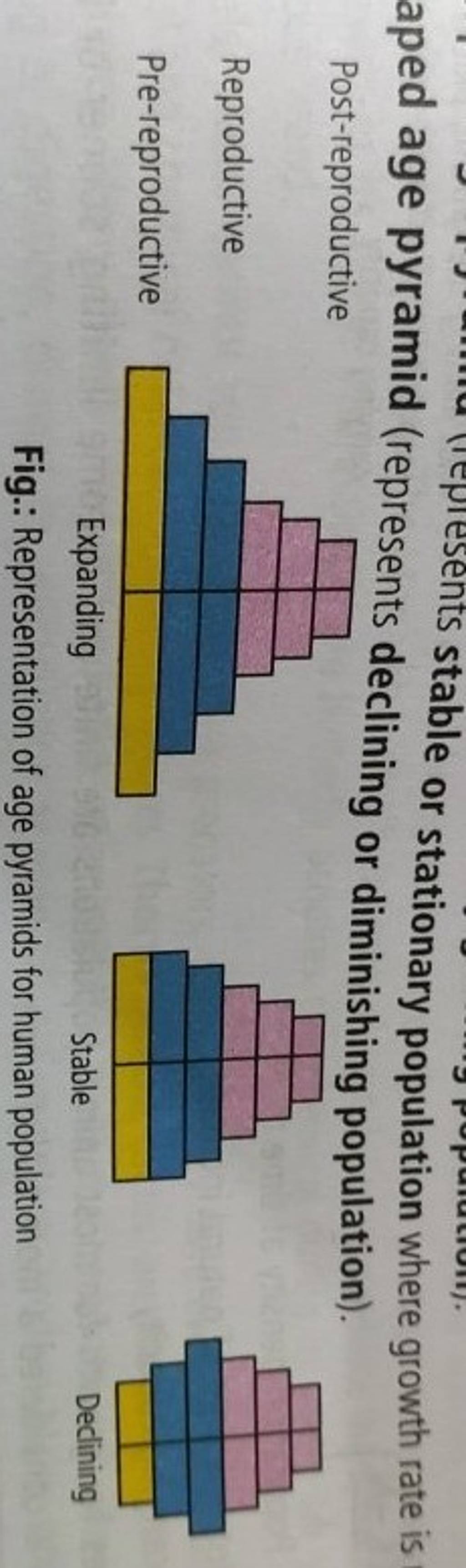 aped age pyramid (represens stable or stationary population where growth