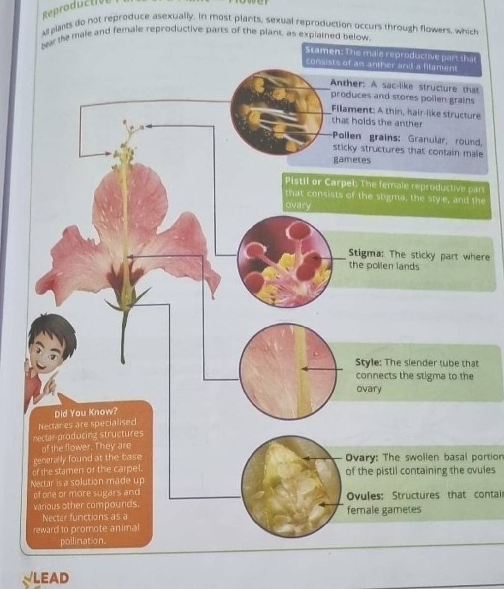 Reprodu Bear The Male And Female Reproductive Parts Of The Plant As Expl 9174