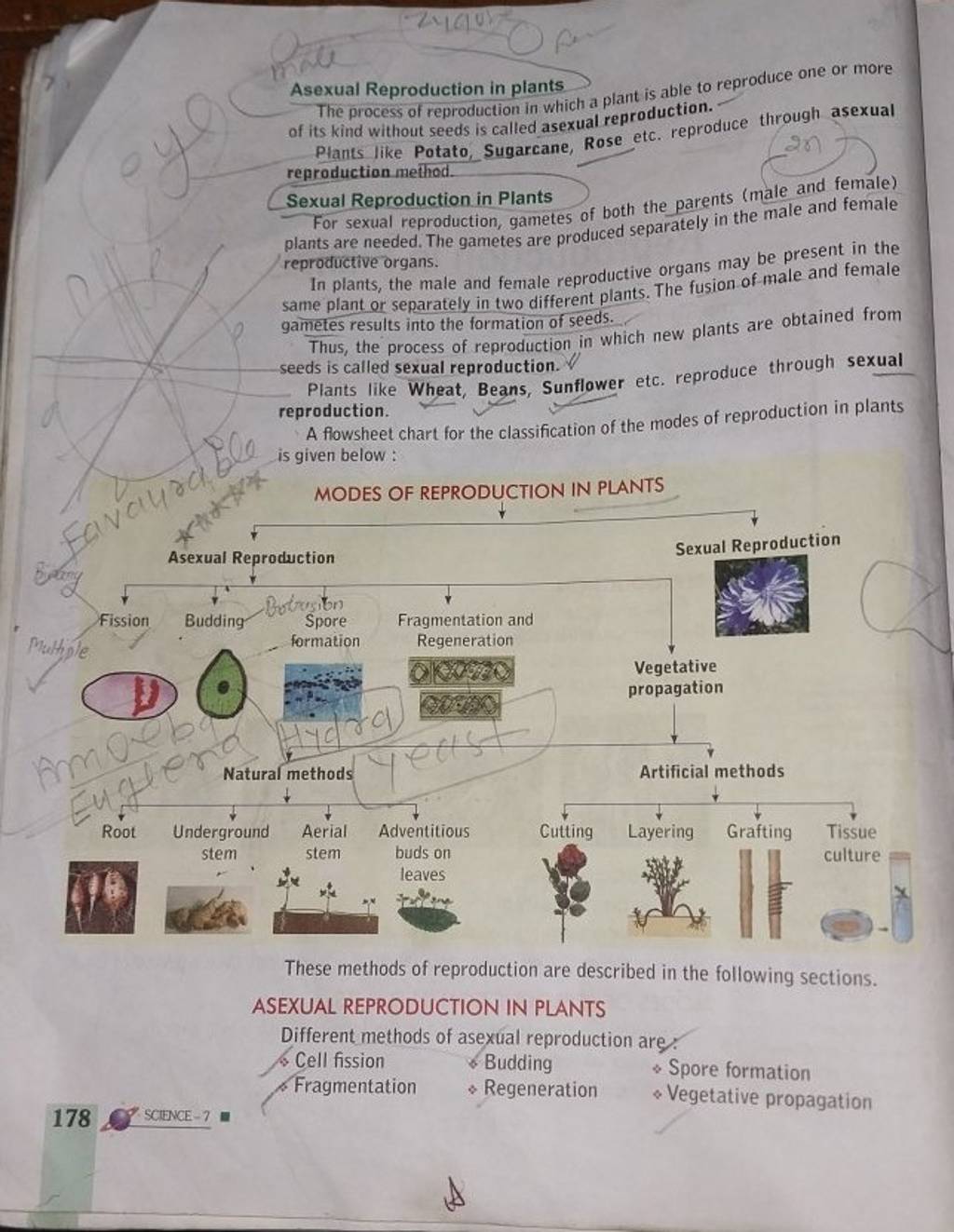 Asexual Reproduction in plants The process of reproduction in which a pla..