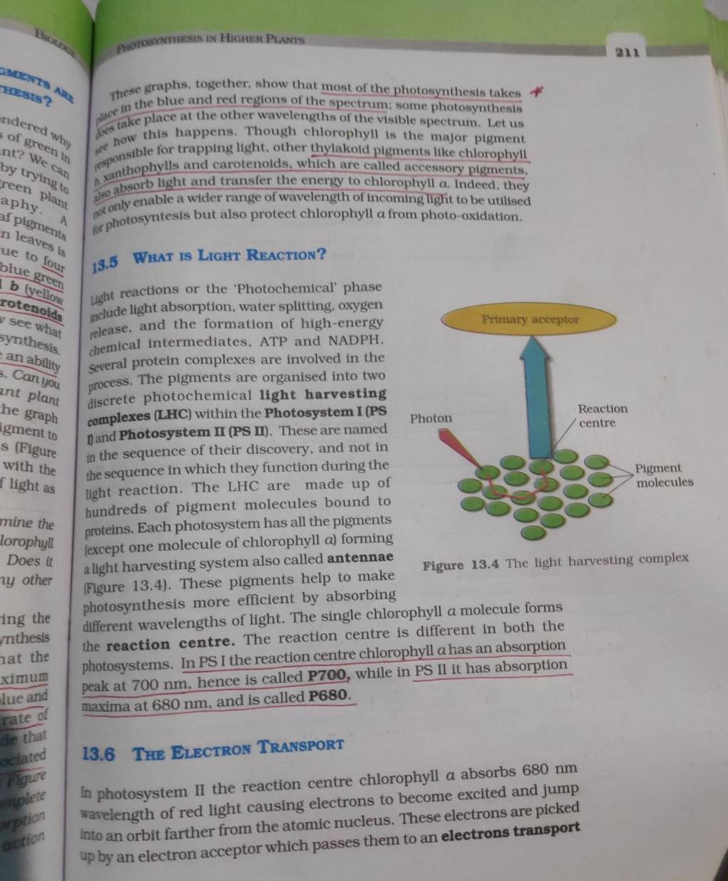 These graphs, together, show that most of the photosynthesis takes \& in