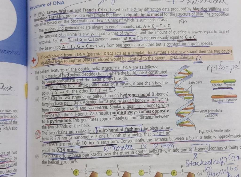 smincture of DNA 7 In 1953. James Watson and Francis Crick, based on the