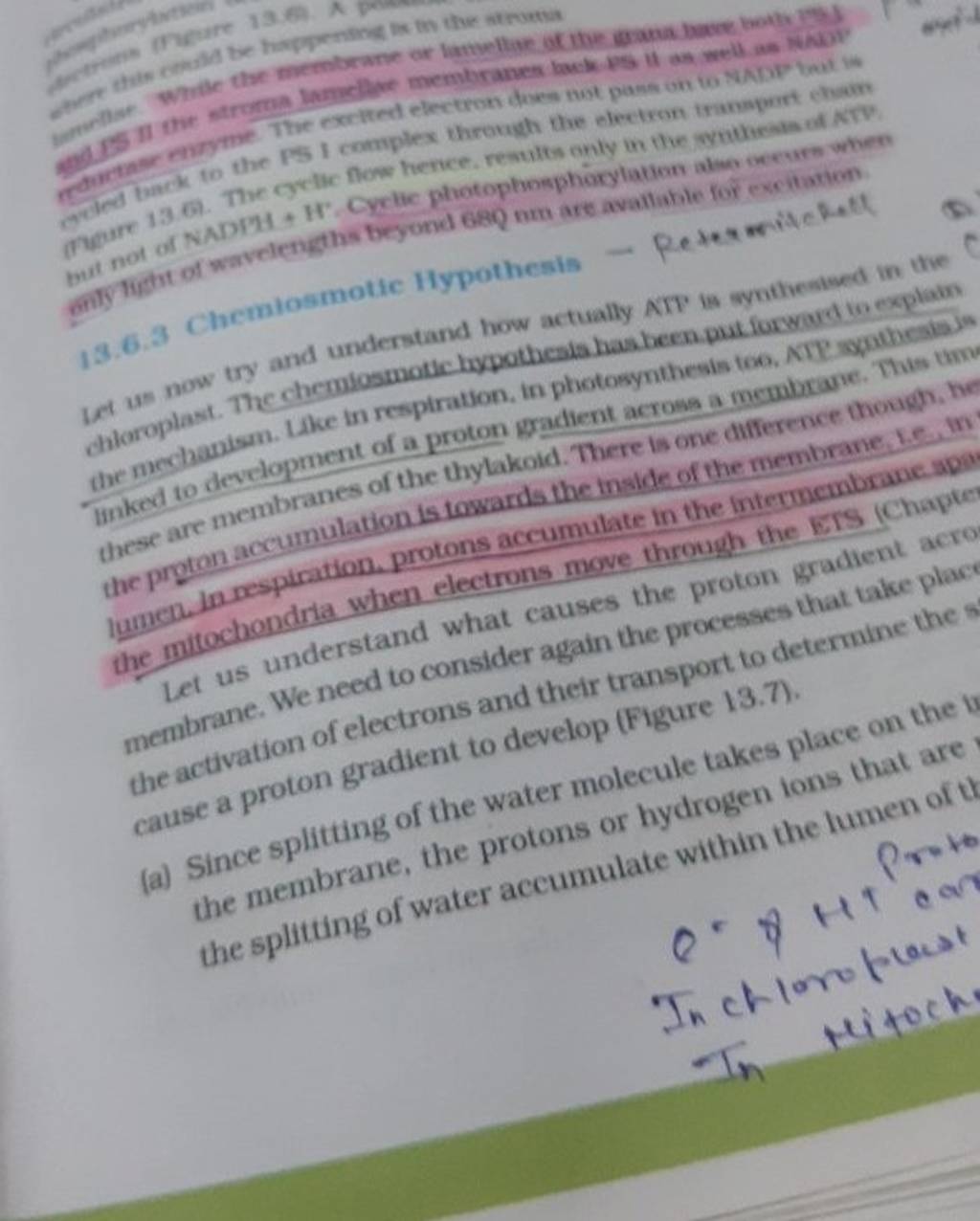 the mitochondria winen understand what causes the proton gradient acre..