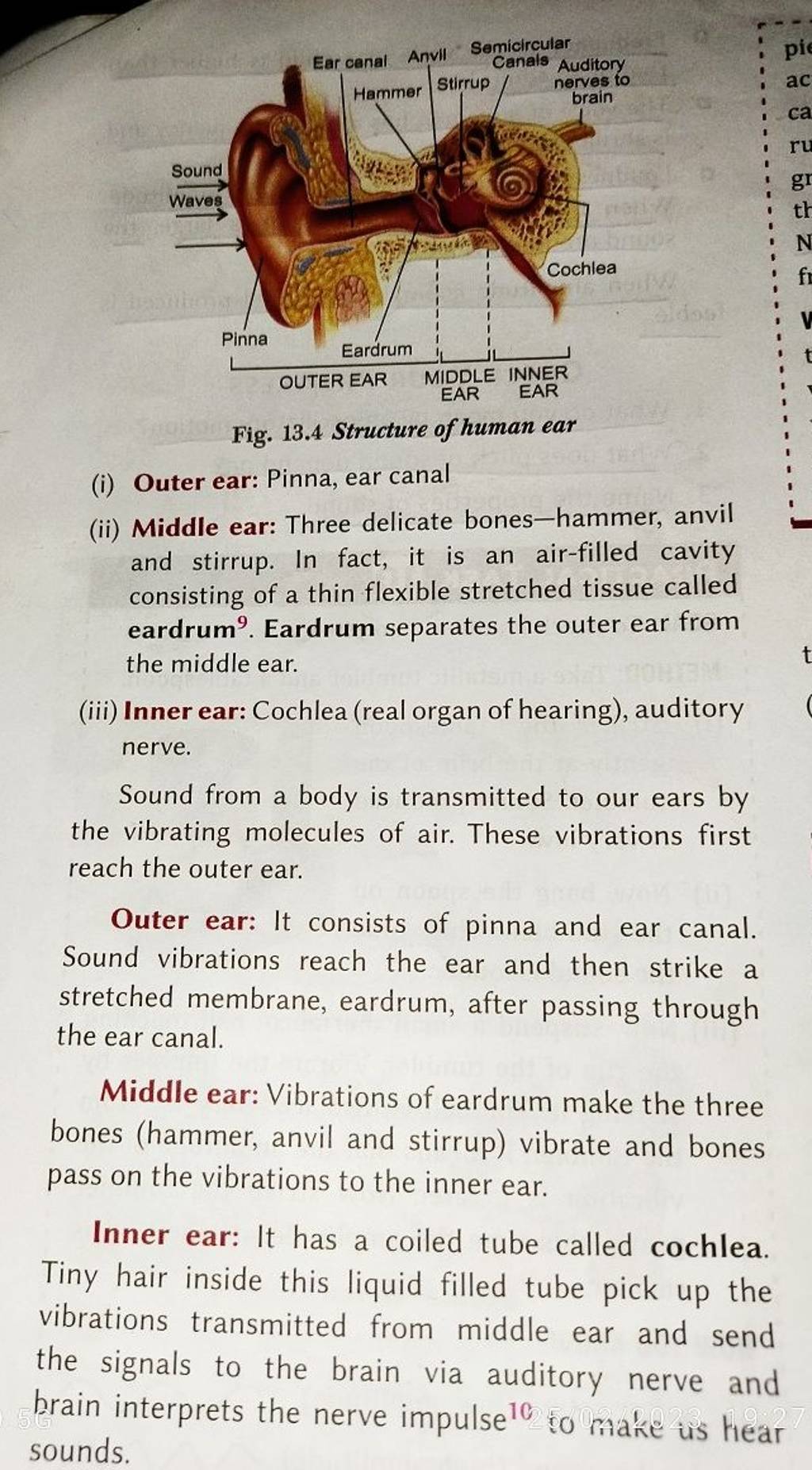 Fig. 13.4 Structure of human ear (i) Outer ear: Pinna, ear canal (ii) Mid..