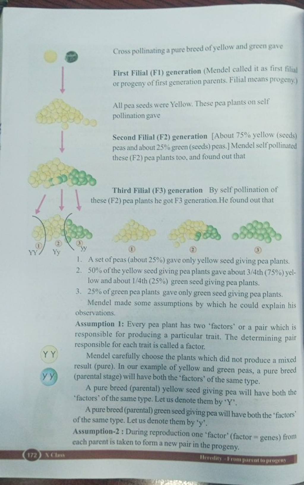 Cross pollinating a pure breed of yellow and green gave First Filial (F1)..