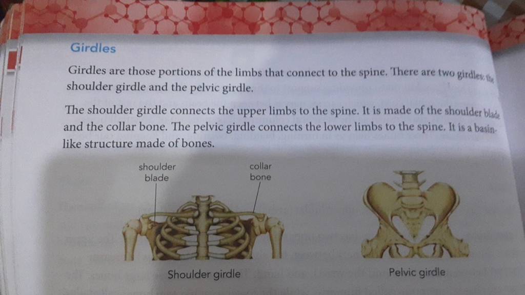 Girdles Girdles are those portions of the limbs that connect to the spine..