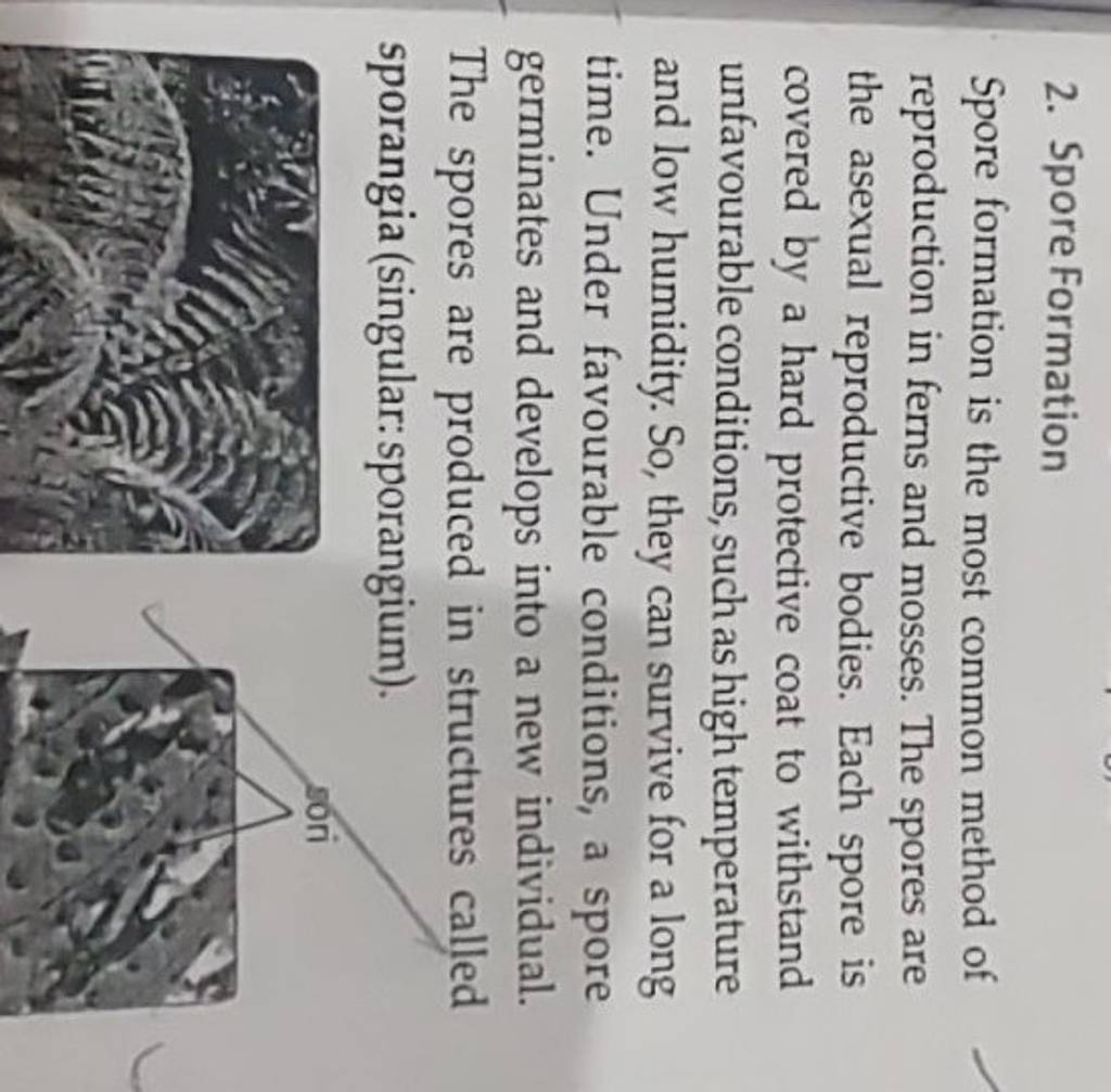 2. Spore Formation Spore formation is the most common method of reproduct..
