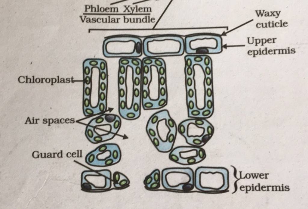 Chloroplast Air spaces. Phloem Xylem Vascular bundle Guard cell 100 D Wax..