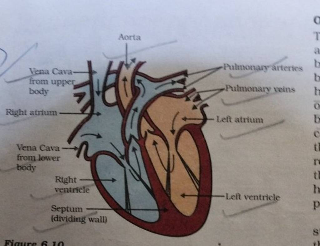 Vena Cava- from upper body Right atrium Vena Cava from lower body Right v..