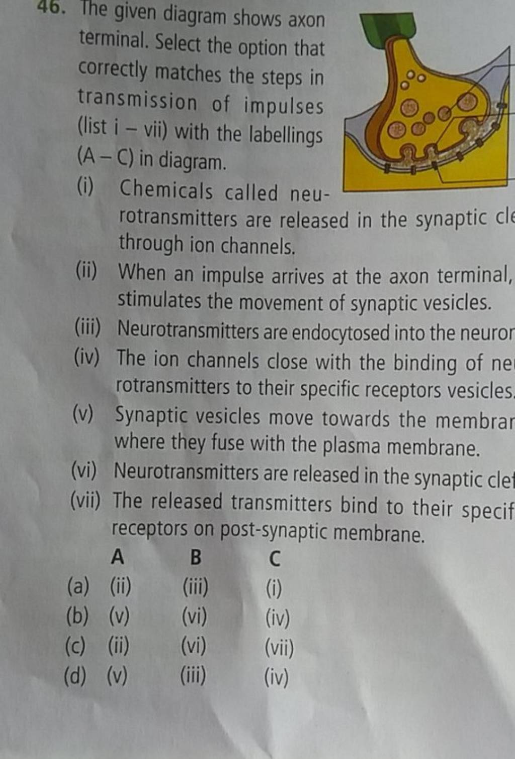 The given diagram shows axon terminal. Select the option that correctly m..