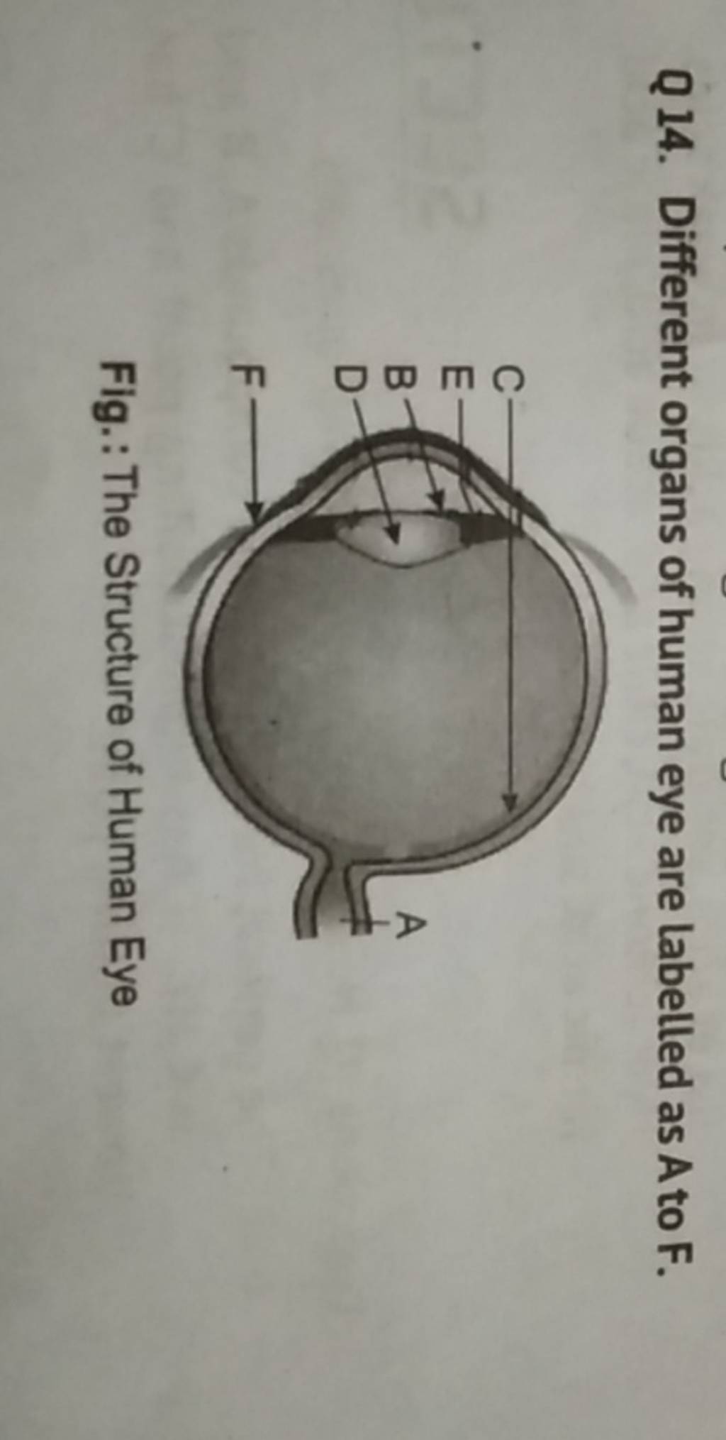 Q 14. Different organs of human eye are labelled as A to F. Fig.: The Str..