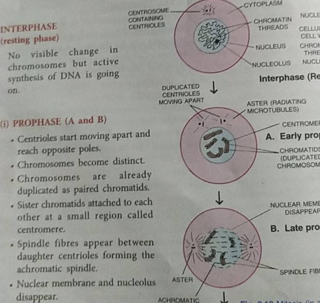 INTERPHASE (resting phase) No visible change in chromosomes but active sy..