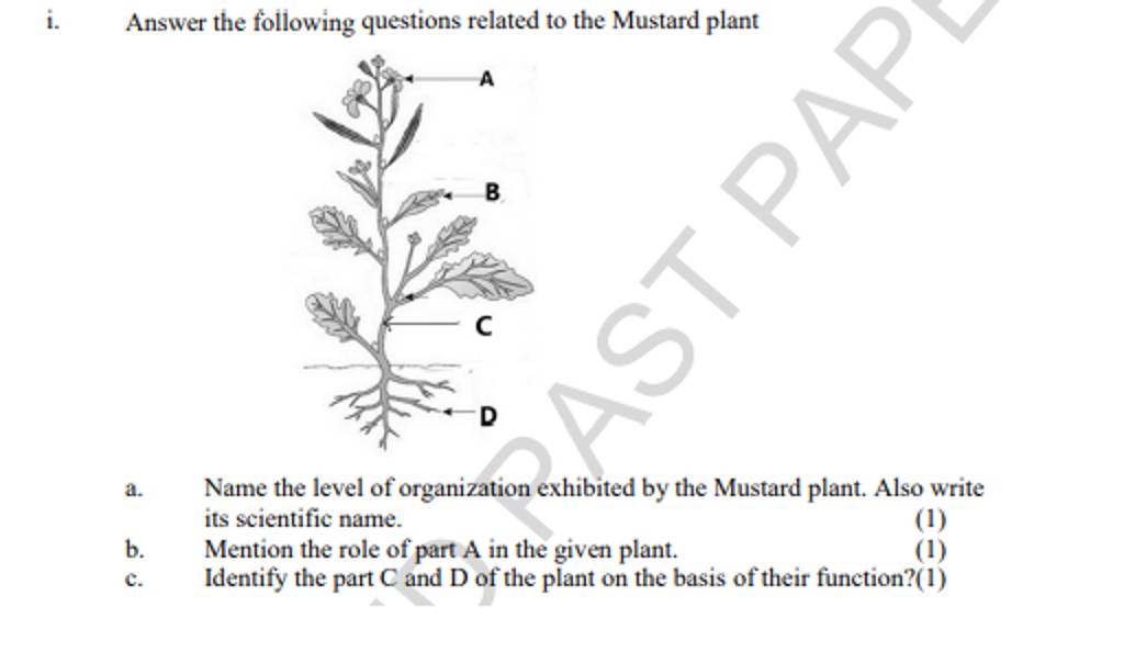Mustard Plant Parts