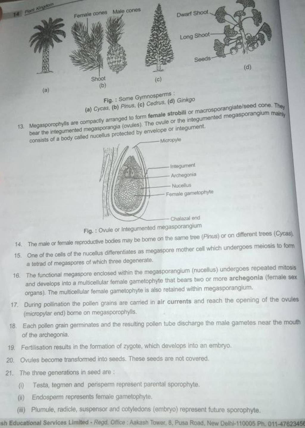 Pinus Ovule