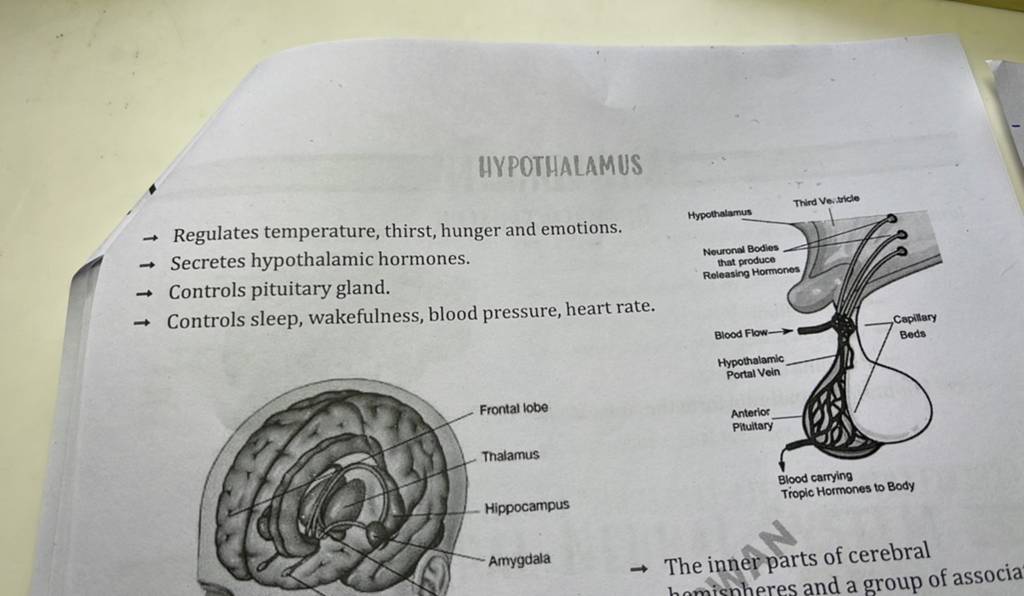 → Regulates temperature, thirst, hunger and emotions. | Filo