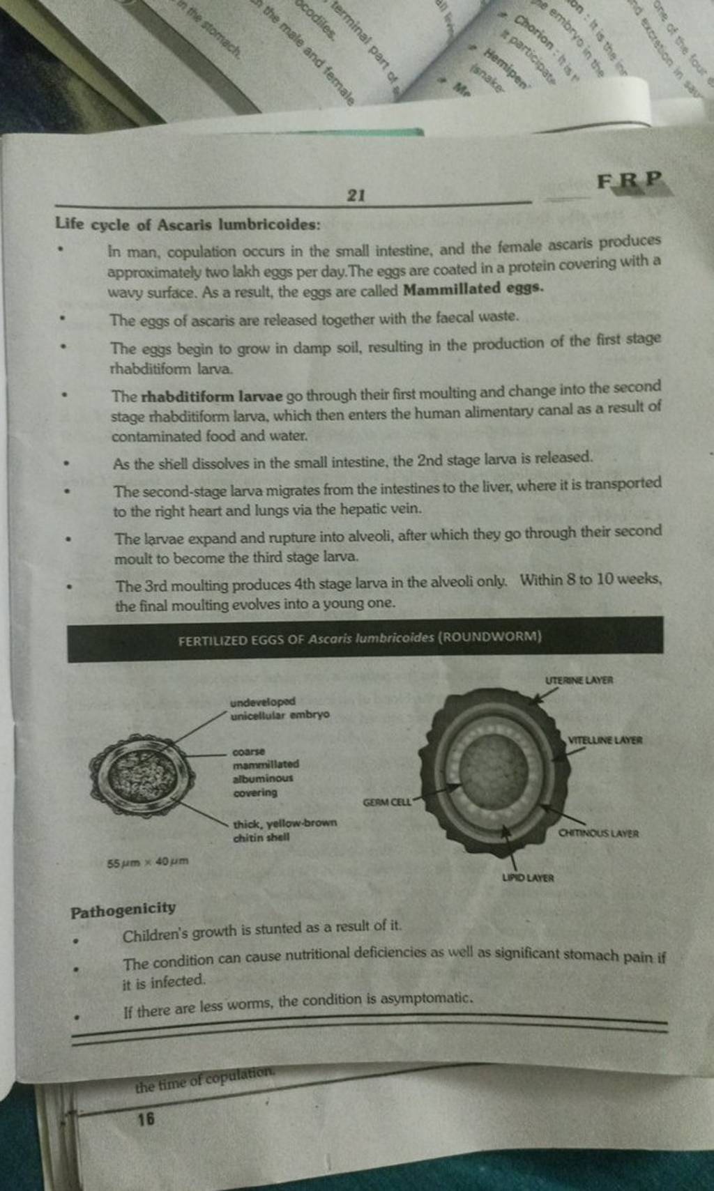 F.R P 21 Life cycle of Ascaris lumbricoides: In man, copulation occurs in..