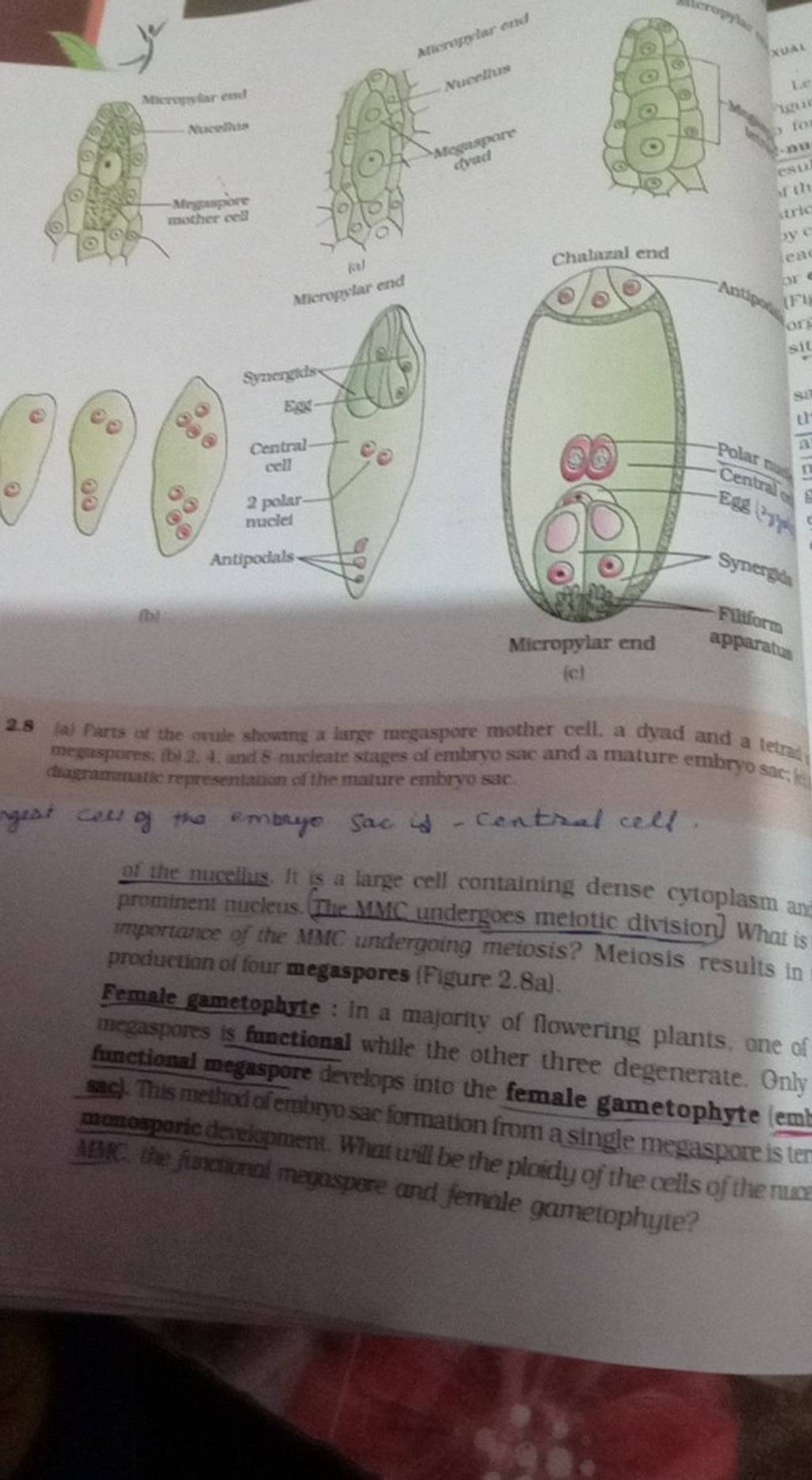 Micropylar end (b) Nucellas -Megaspore mother cell Synergids Egg- Micropy..