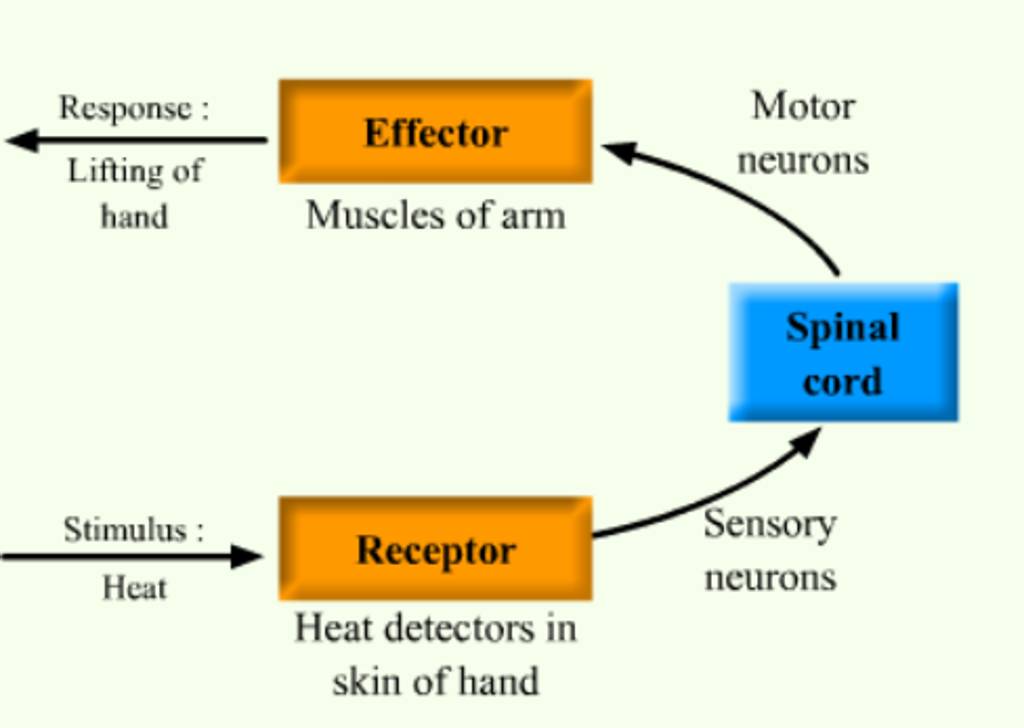 Response: Lifting of hand Stimulus : Heat Effector Muscles of arm Recepto..