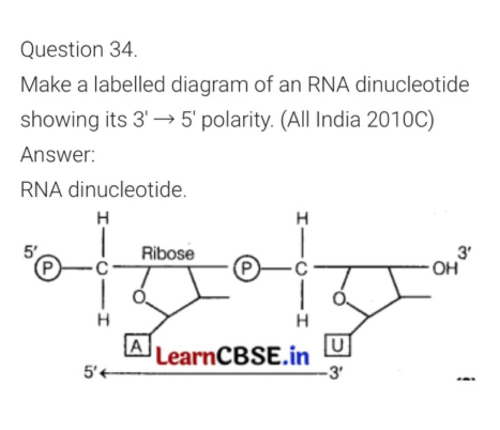 Question 34. Make a labelled diagram of an RNA dinucleotide showing its 3..