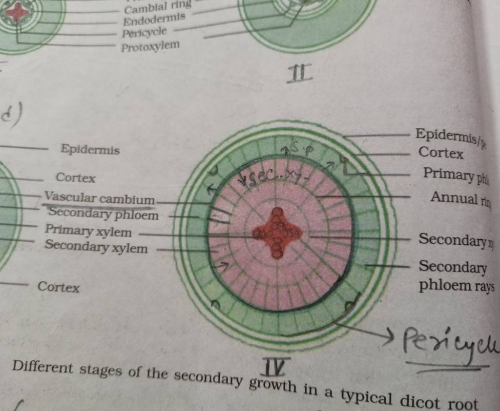 Protoxylem II d) Epidermis Cortex Vascular cambium Secondary phioem Prima..
