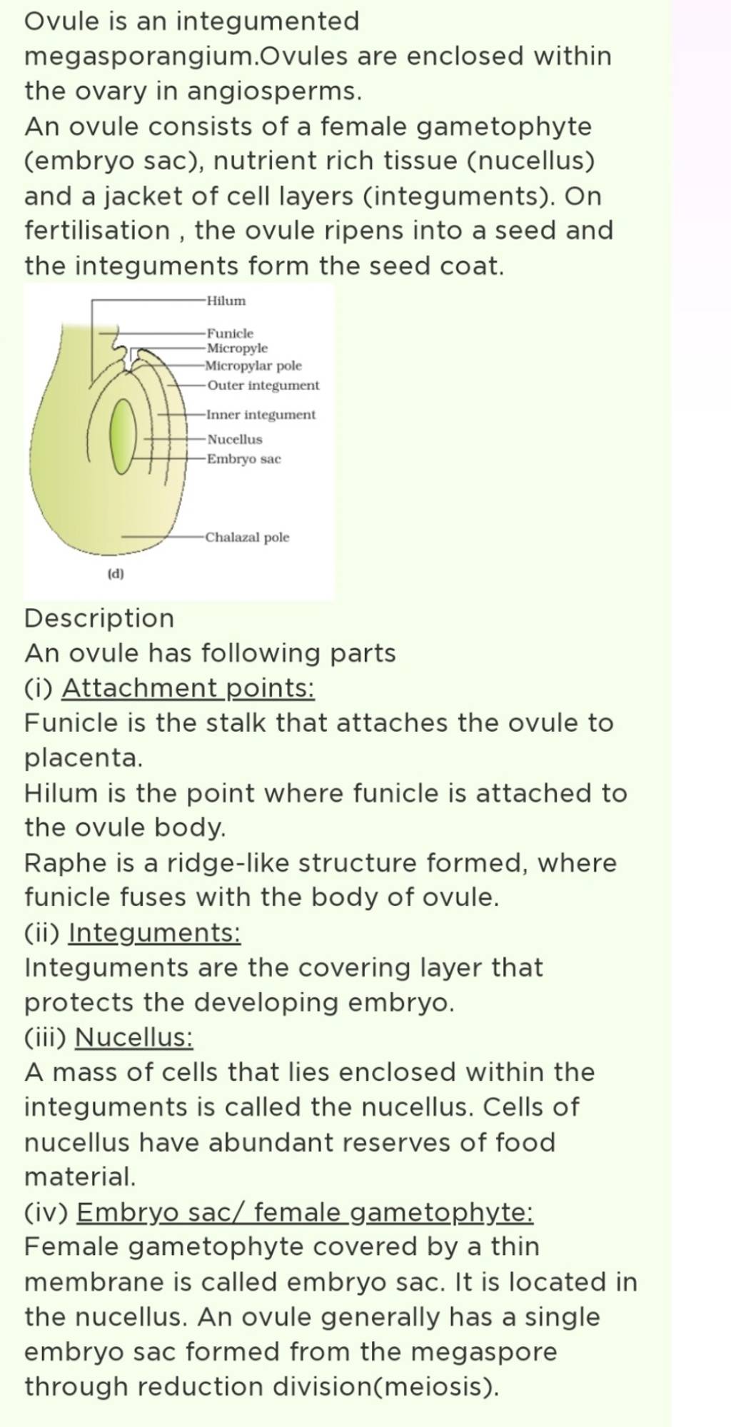 Ovule is an integumented megasporangium.Ovules are enclosed within the ov..
