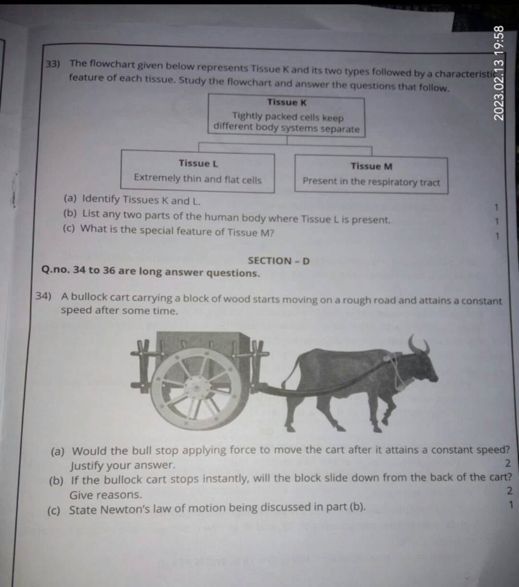 33 The Flowchart Given Below Represents Tissue K And Its Two Types Follo