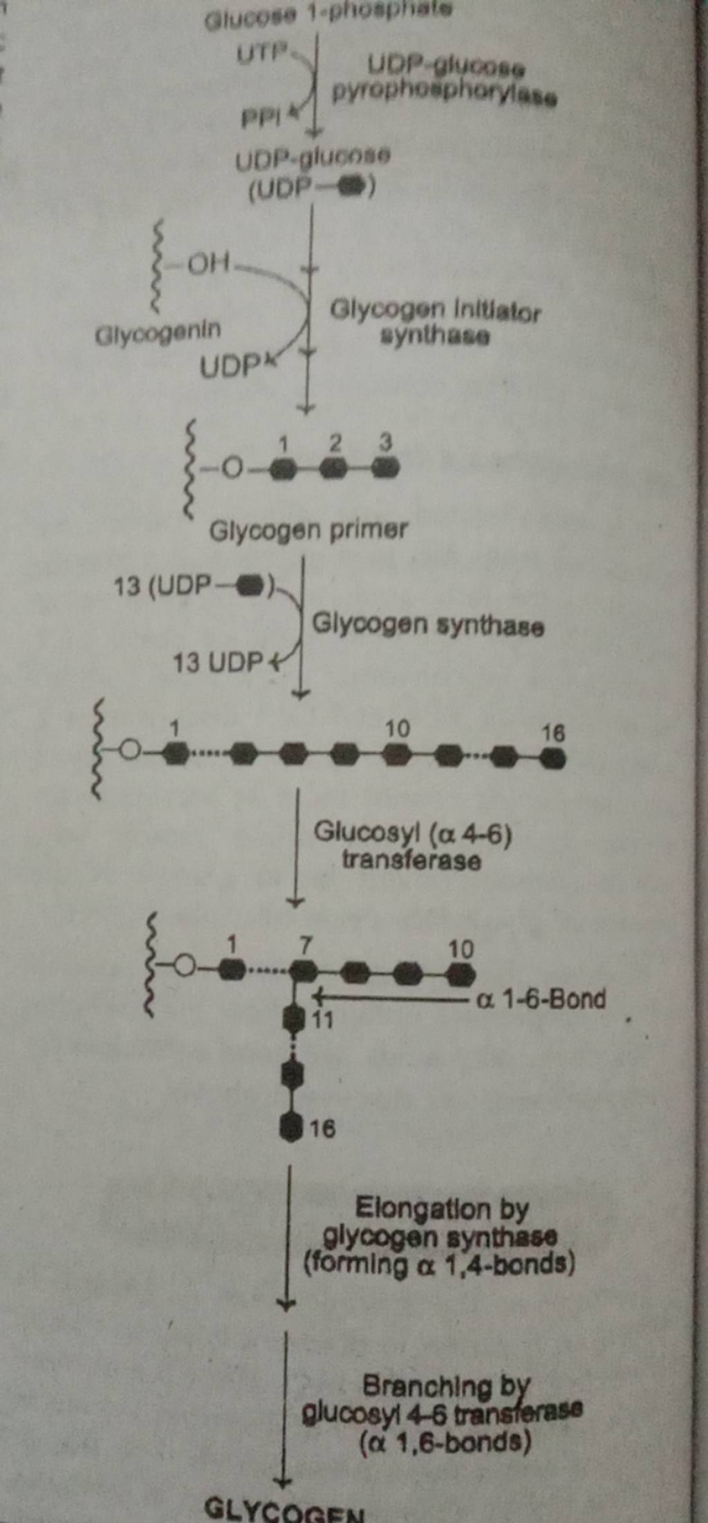 Gtucose 1-phosphate Elongation by glycogen synthase (forming α1,4-bonds)