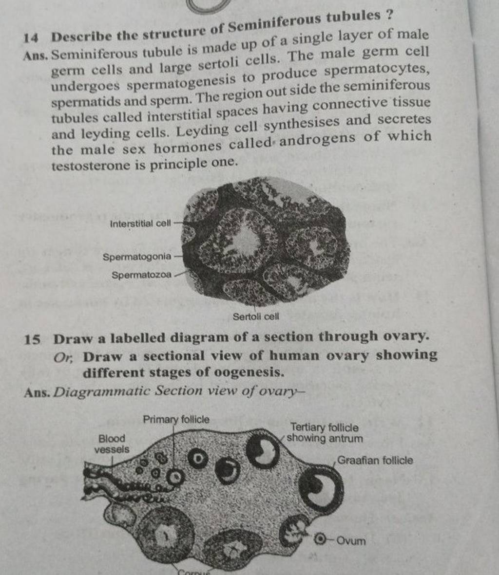 14 Describe The Structure Of Seminiferous Tubules Ans Seminiferous Tub