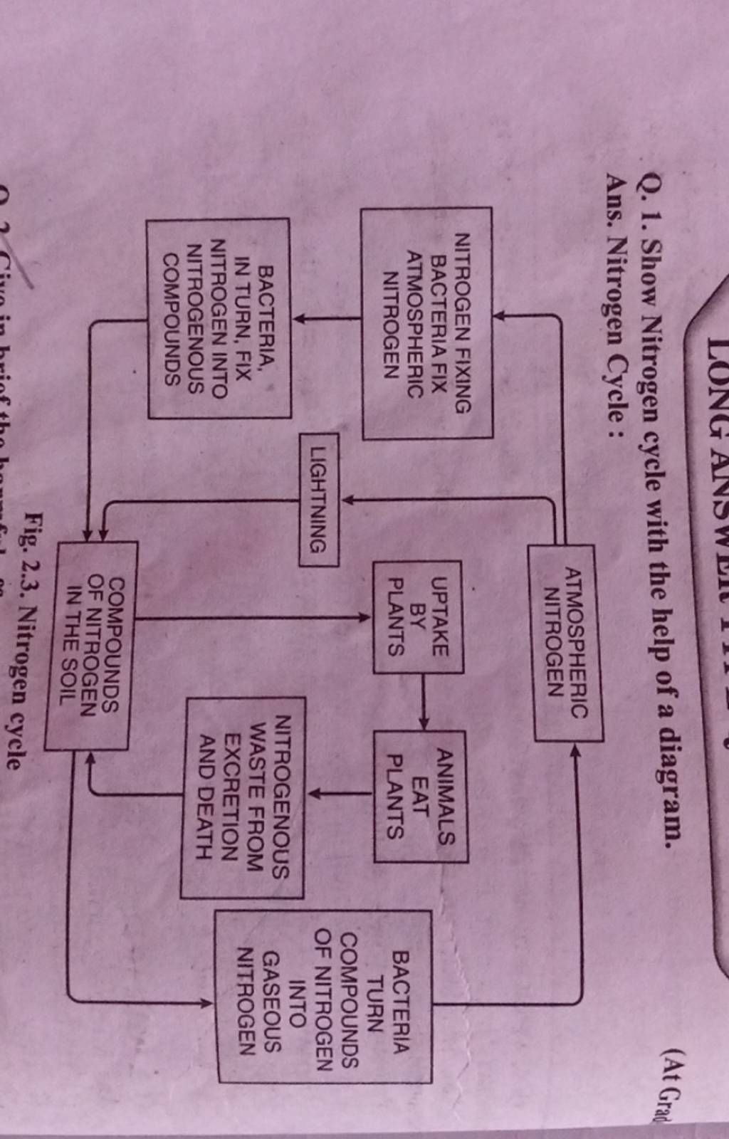 Q. 1. Show Nitrogen cycle with the help of a diagram. Ans. Nitrogen Cycle..